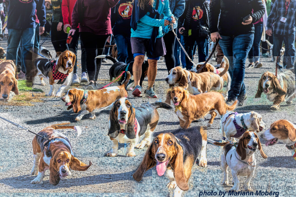 New England Basset Hound Rescue » Bassetpalooza 2024