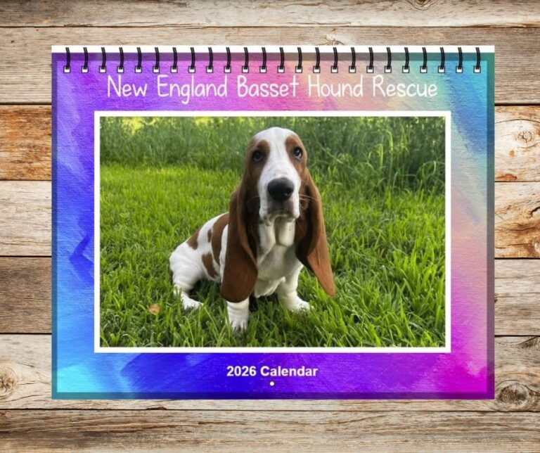New England Basset Hound Rescue » 2026 NEBHR Calendar